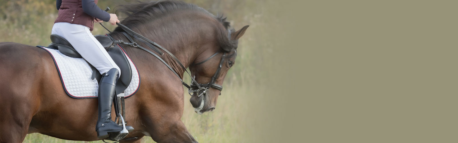 Equestrian Confidence - John Haime - Official Website